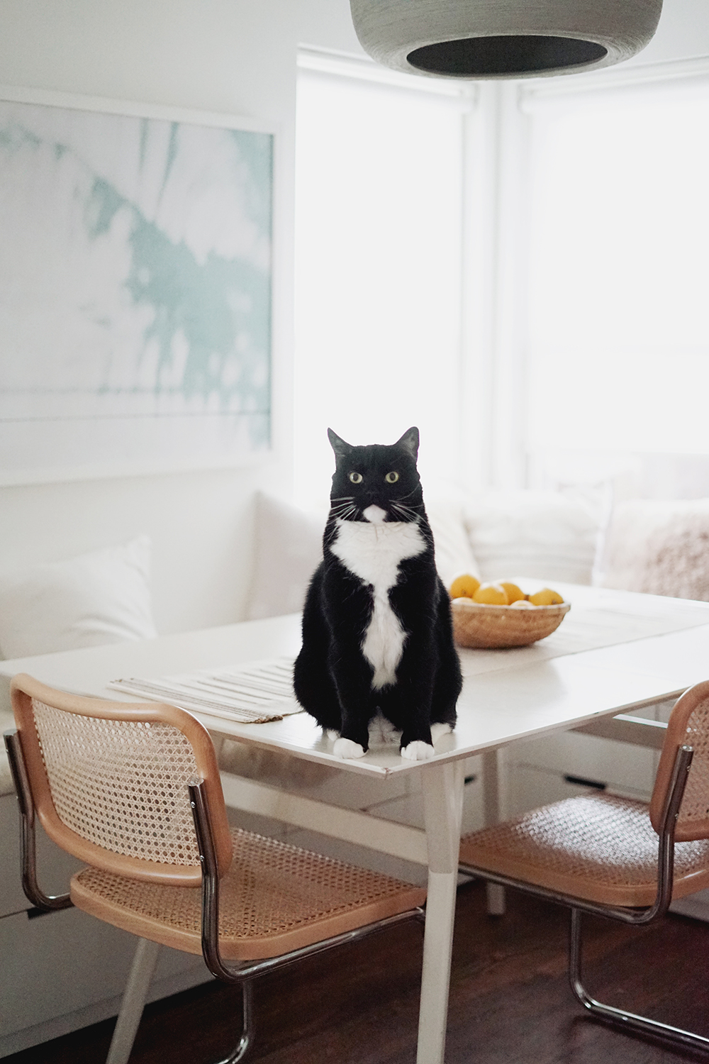 our life with three cats – almost makes perfect