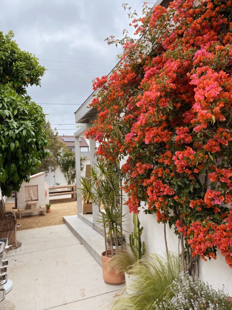 our backyard redo– the plan – almost makes perfect